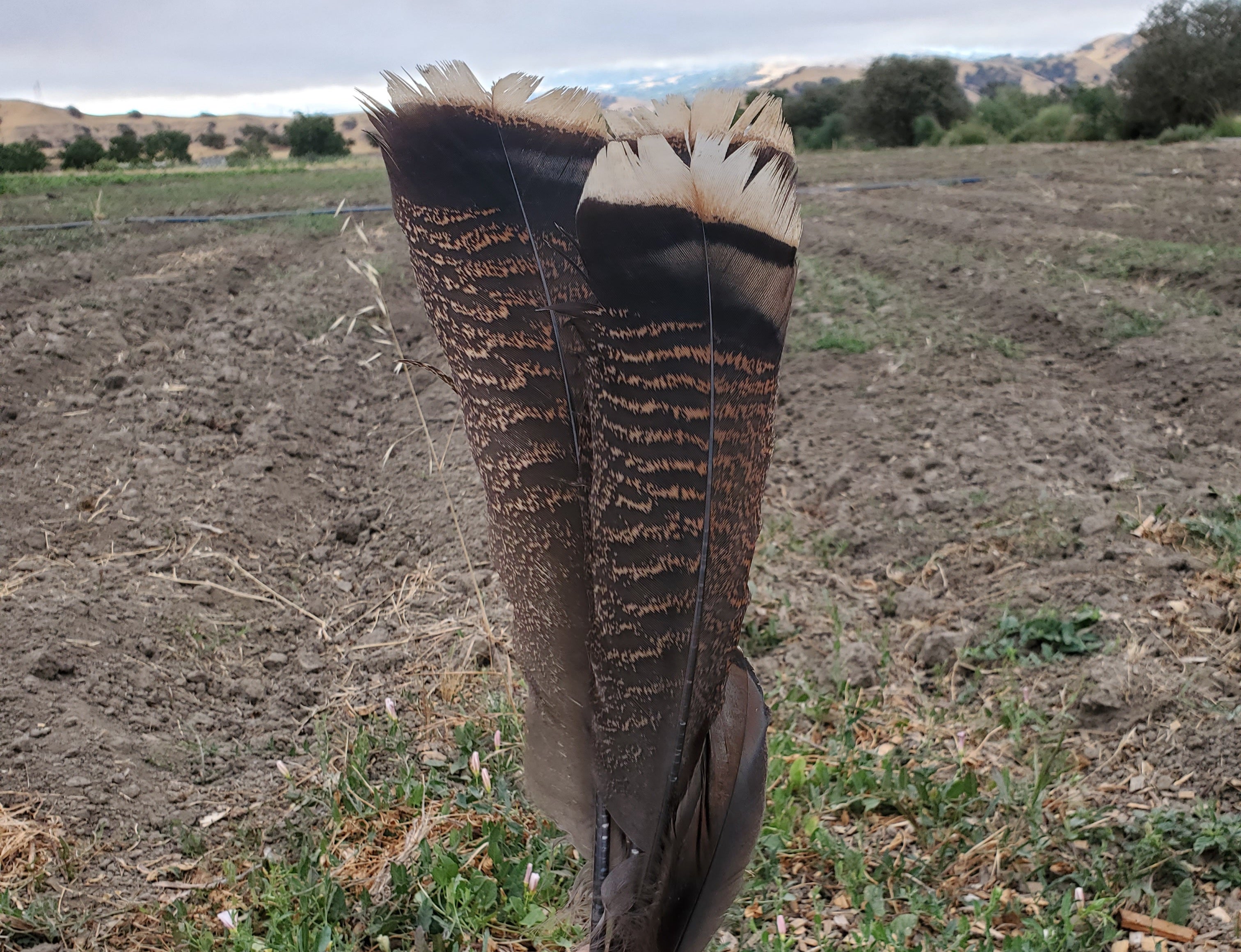 Educational digital downloads – Sol Root